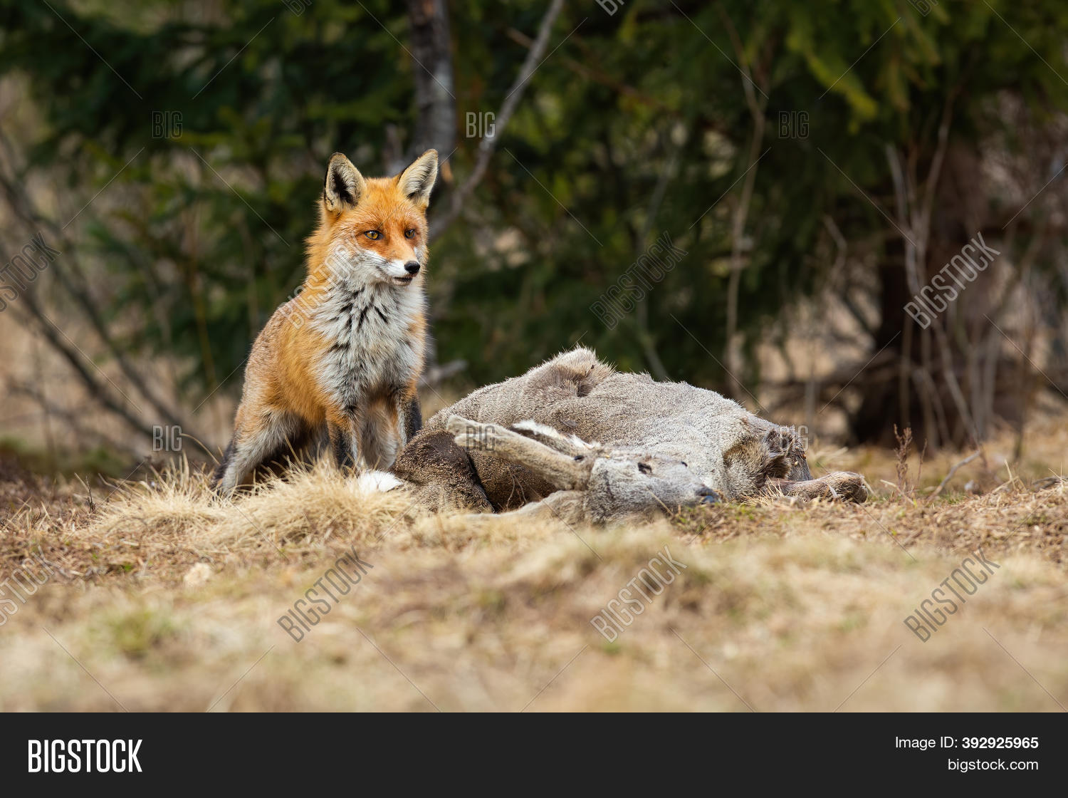 Shy Red Fox Waiting Image & Photo (Free Trial) | Bigstock