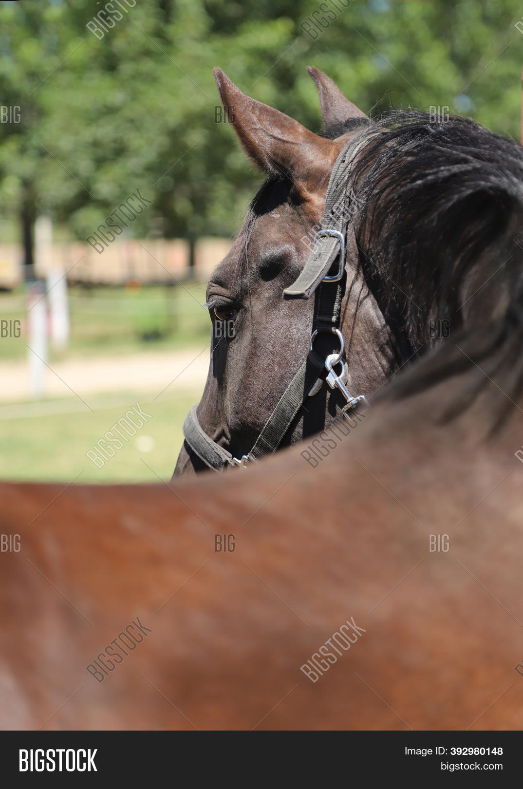Young Beautiful Horse Image & Photo (Free Trial) | Bigstock
