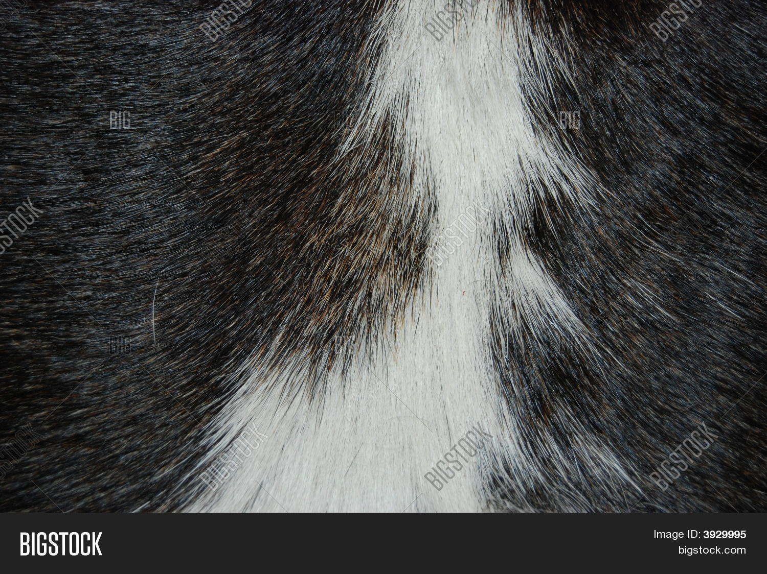 Skunk Fur Image & Photo (Free Trial) | Bigstock