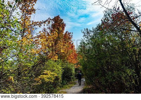 Dog Under Tree Images, Illustrations & Vectors (Free) - Bigstock