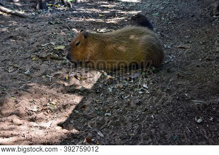 Beautiful Capybara Image & Photo (Free Trial) | Bigstock