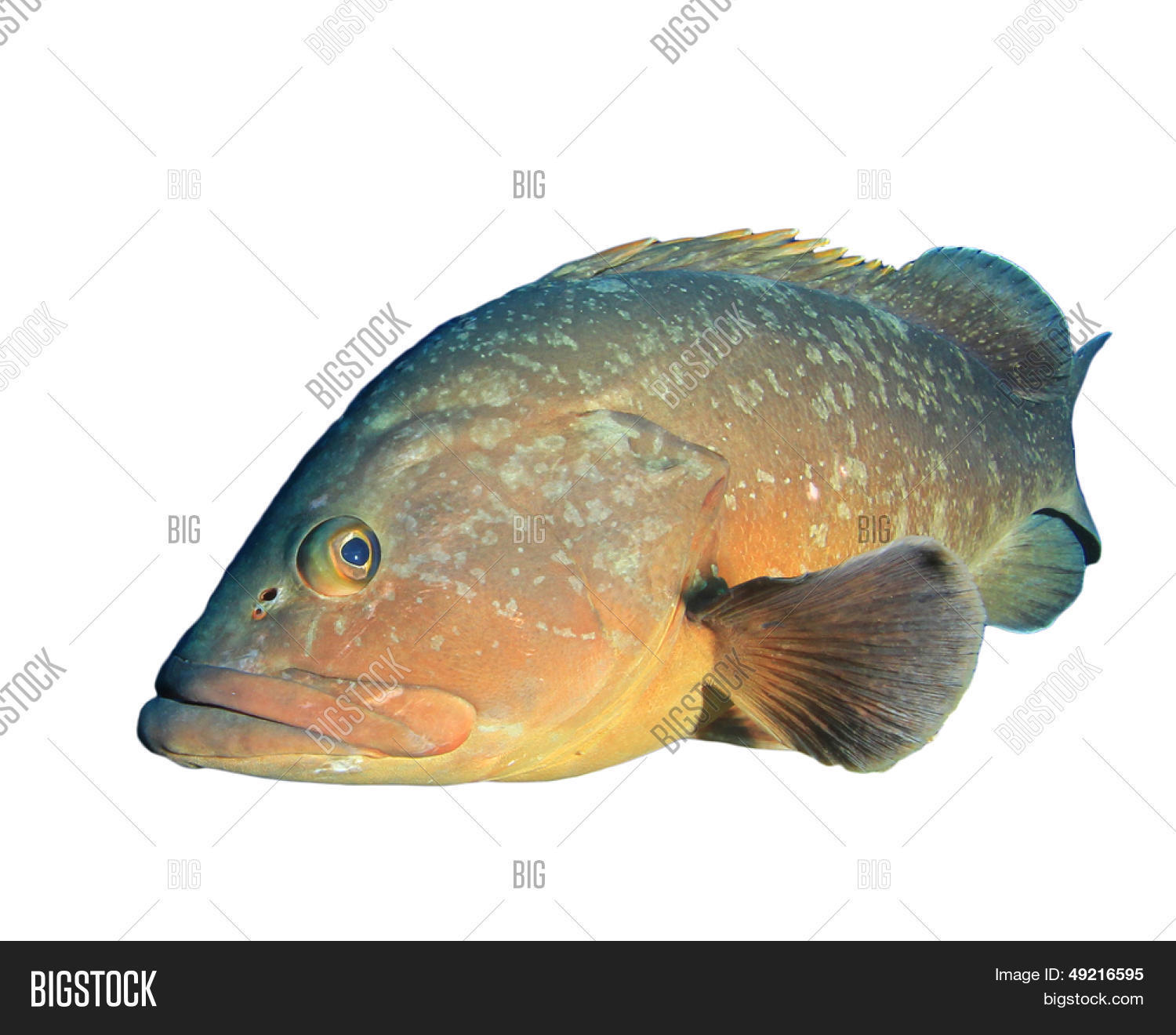 Dusky Grouper Fish Image & Photo (Free Trial) | Bigstock