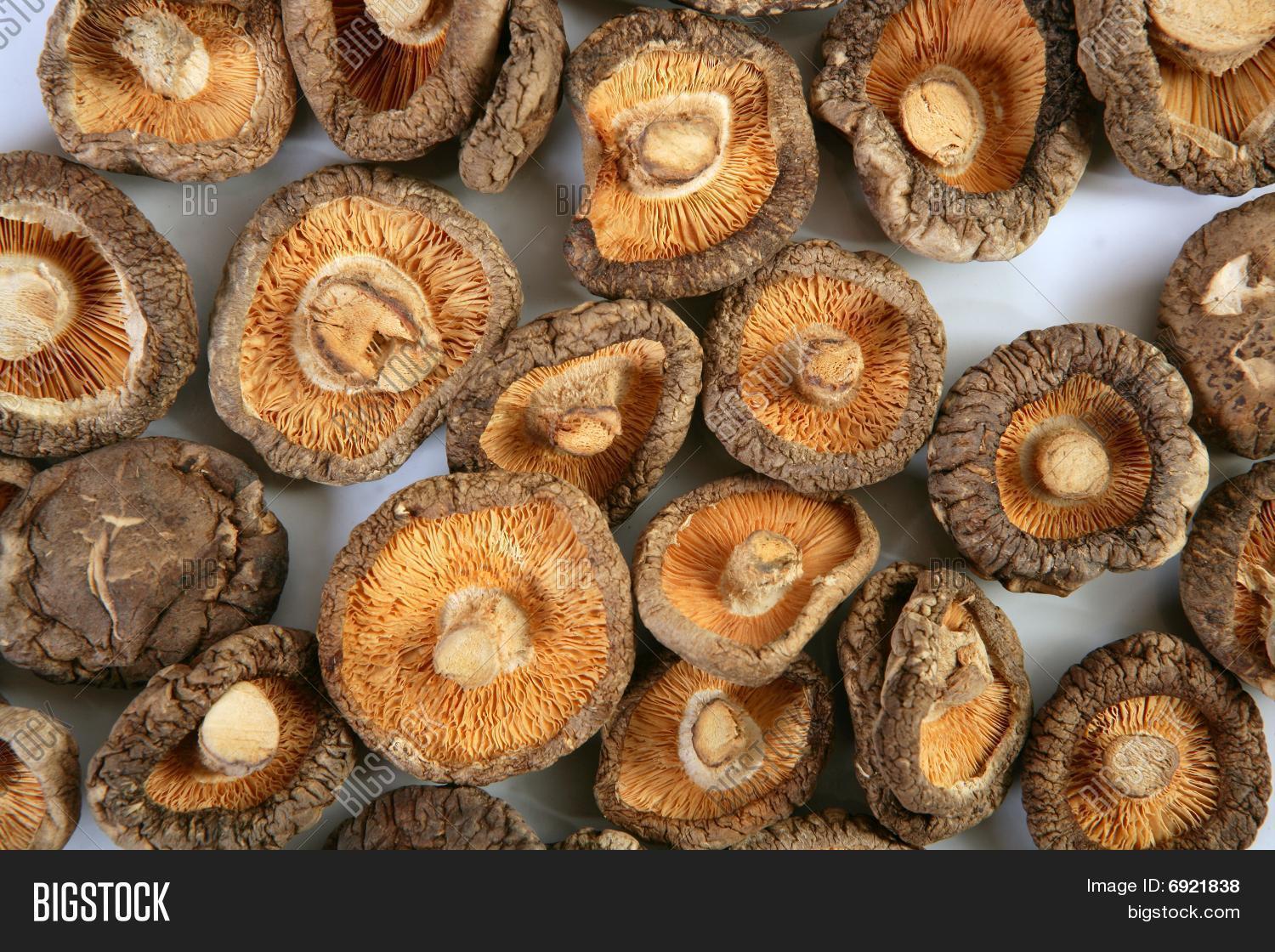 Shiitake Dired Image & Photo (Free Trial) | Bigstock