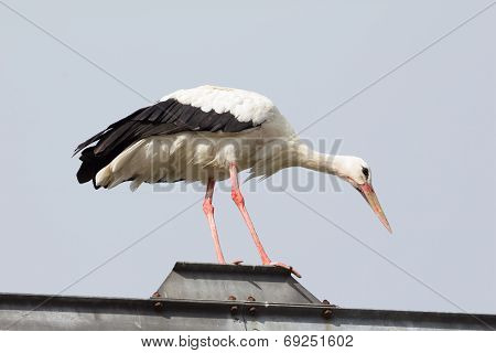Balancing Stork Image & Photo (Free Trial) | Bigstock