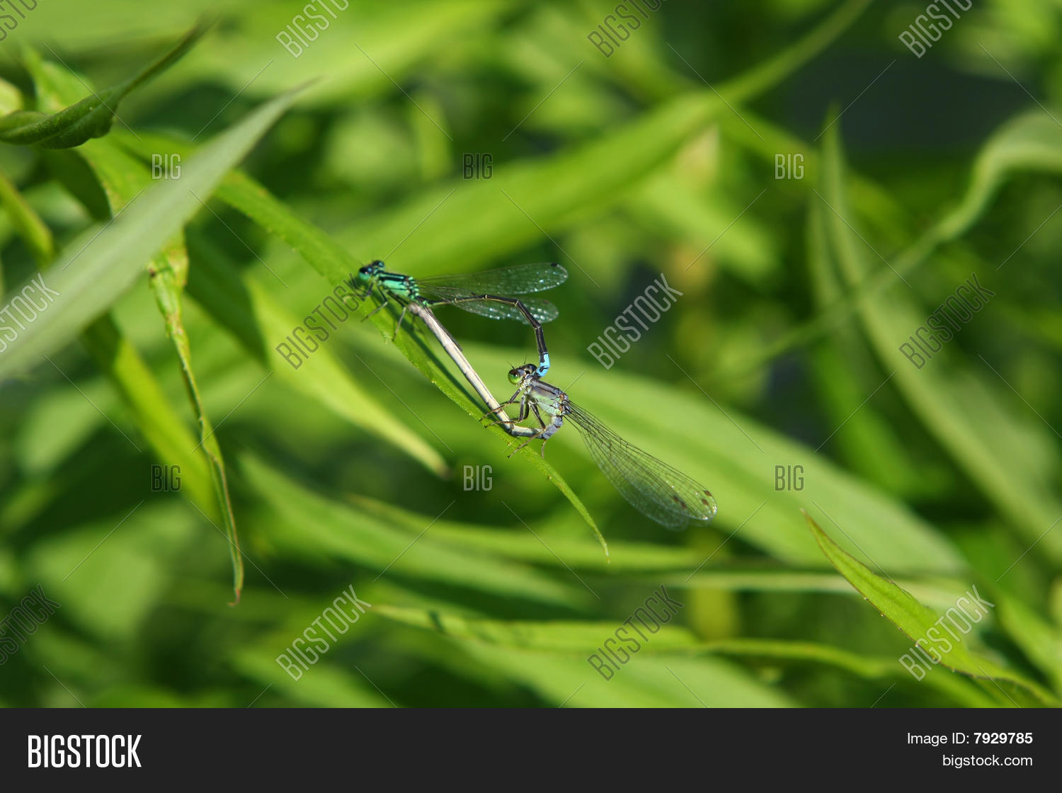 Eastern Forktail Image & Photo (Free Trial) | Bigstock