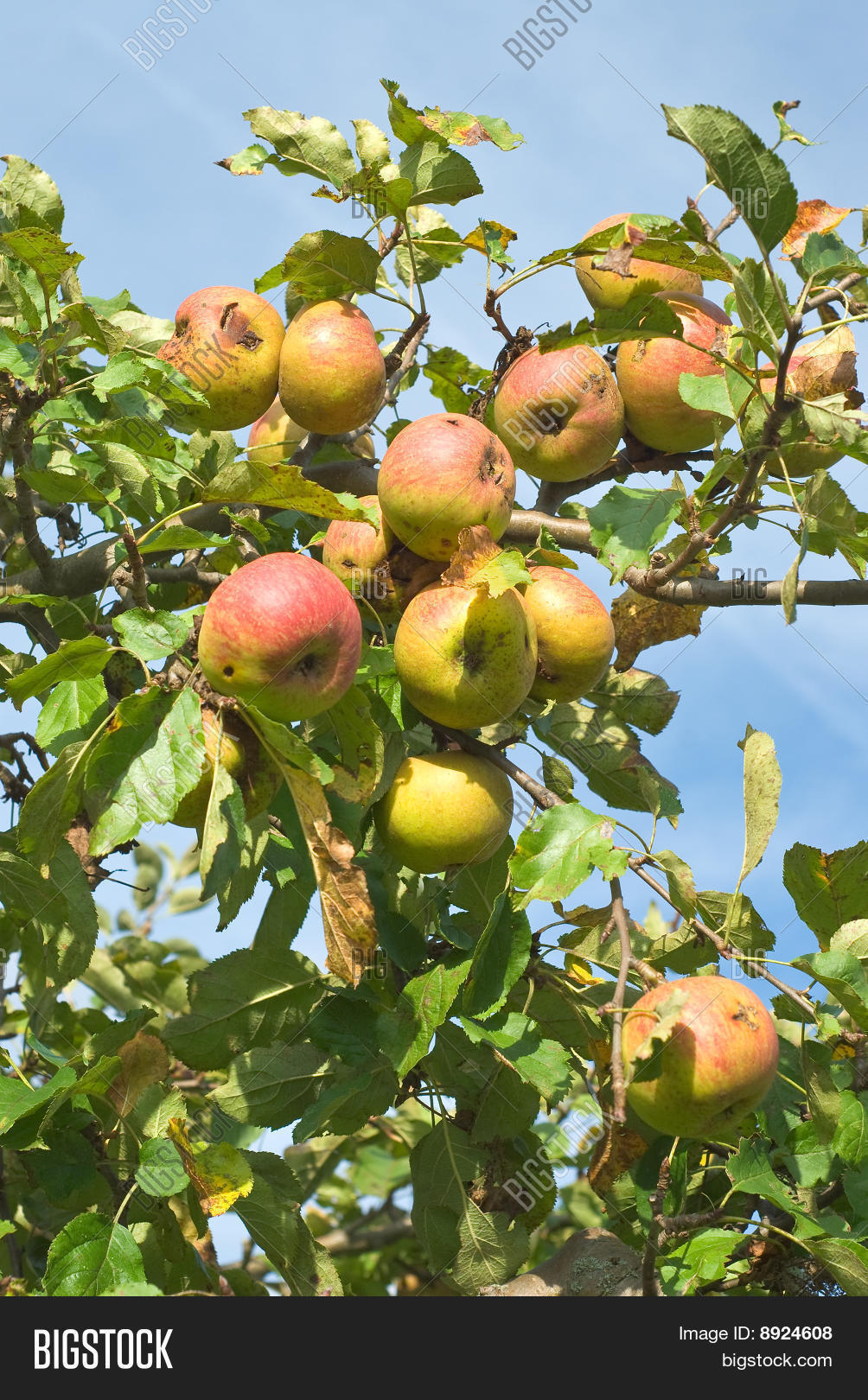 Apple Tree Fruit Image & Photo (Free Trial) | Bigstock
