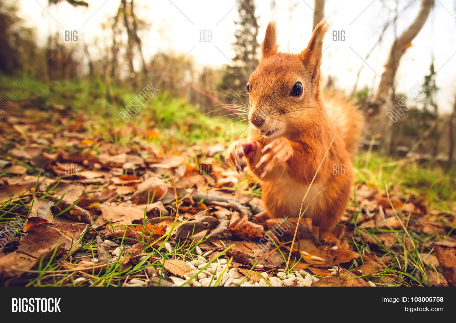 Squirrel Red Fur Funny Image & Photo (Free Trial) | Bigstock