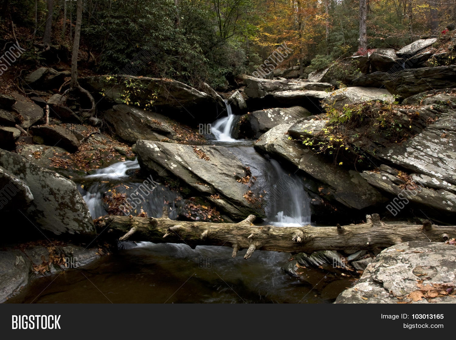 Log Across Stream Image & Photo (Free Trial) | Bigstock