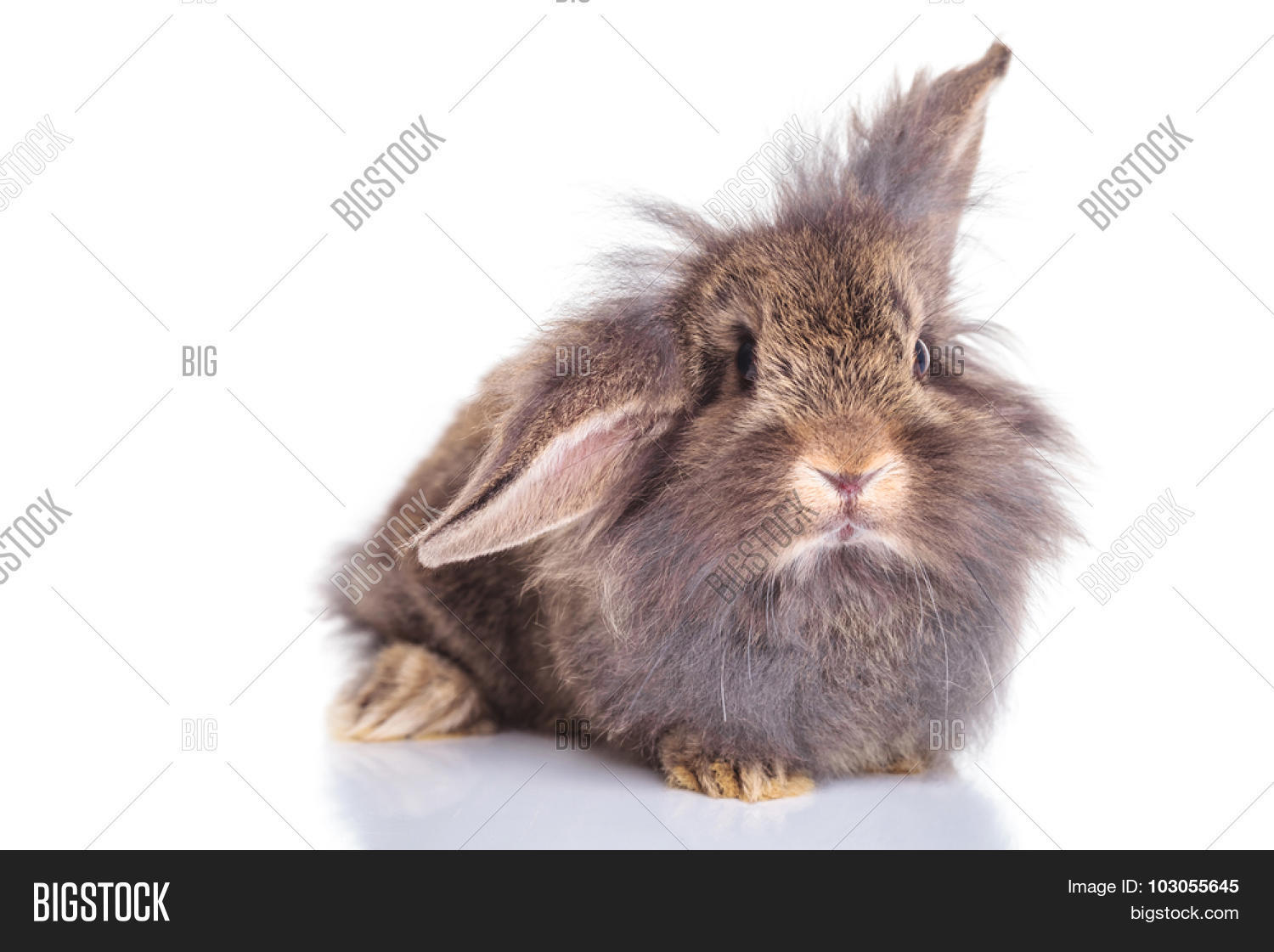 Front View Adorable Image & Photo (Free Trial) | Bigstock