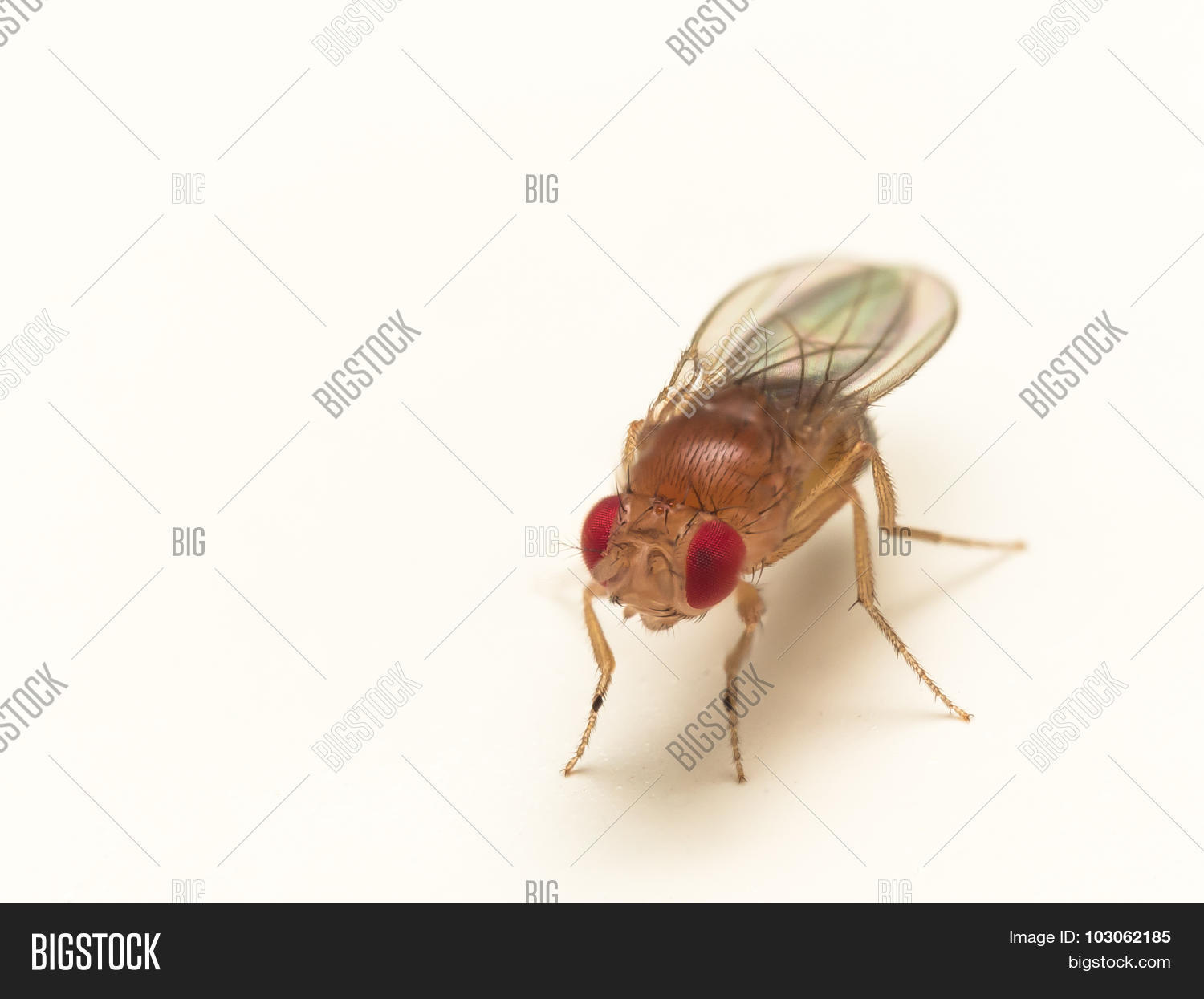 Close Fruit Fly Bright Image & Photo (Free Trial) | Bigstock