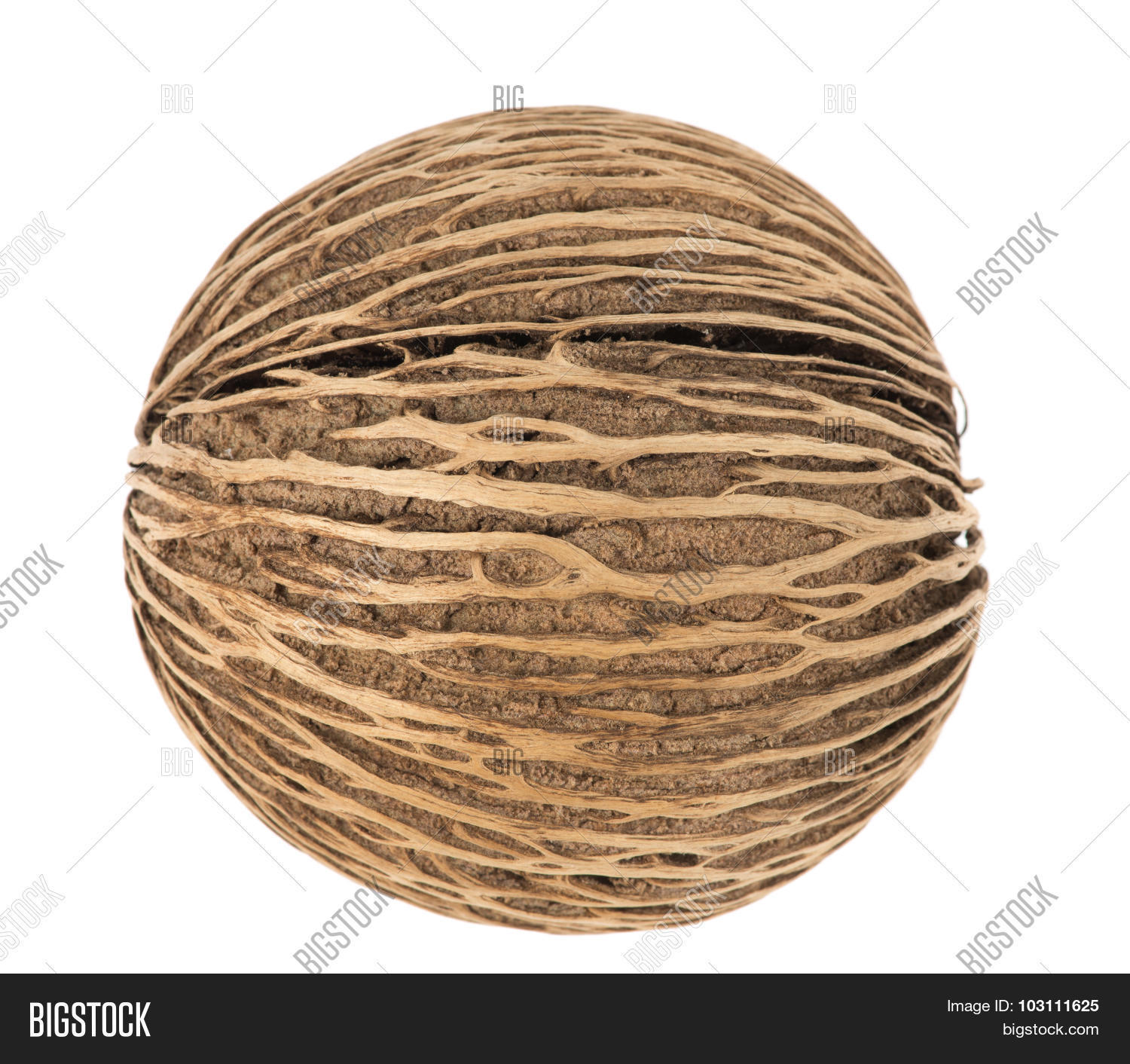 Cerbera Oddloam's Seed Image & Photo (Free Trial) | Bigstock
