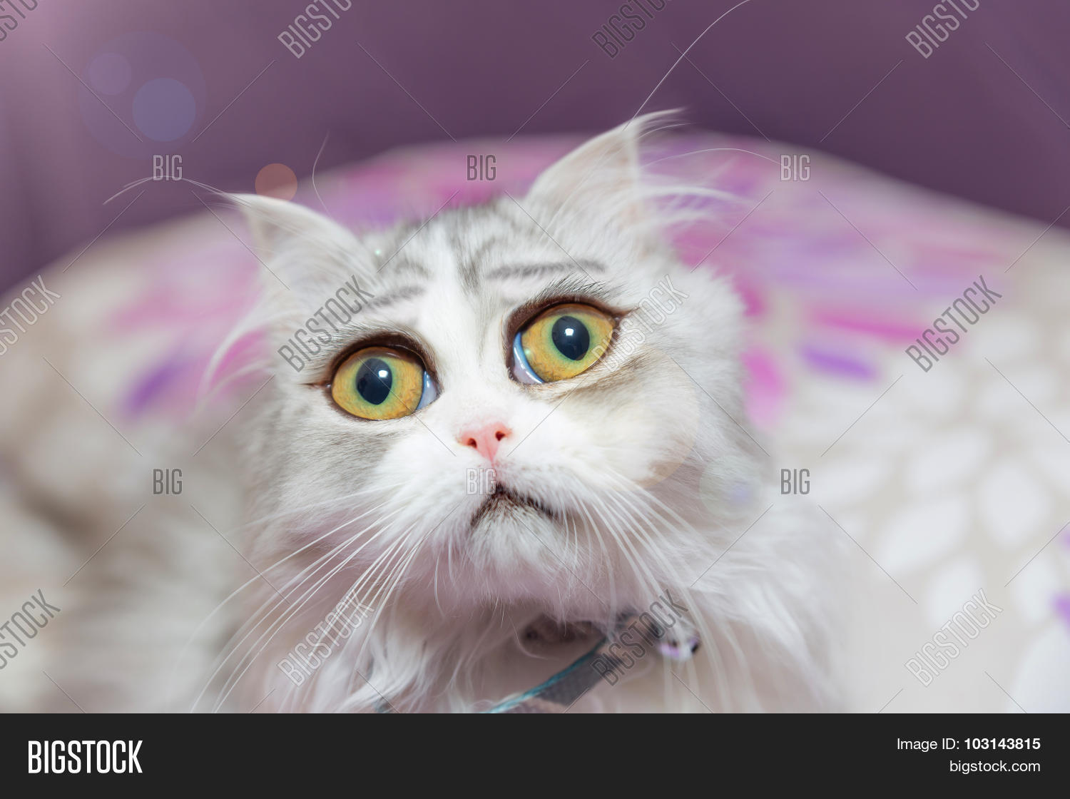 Sad Kitten Huge Eyes Image & Photo (Free Trial) | Bigstock