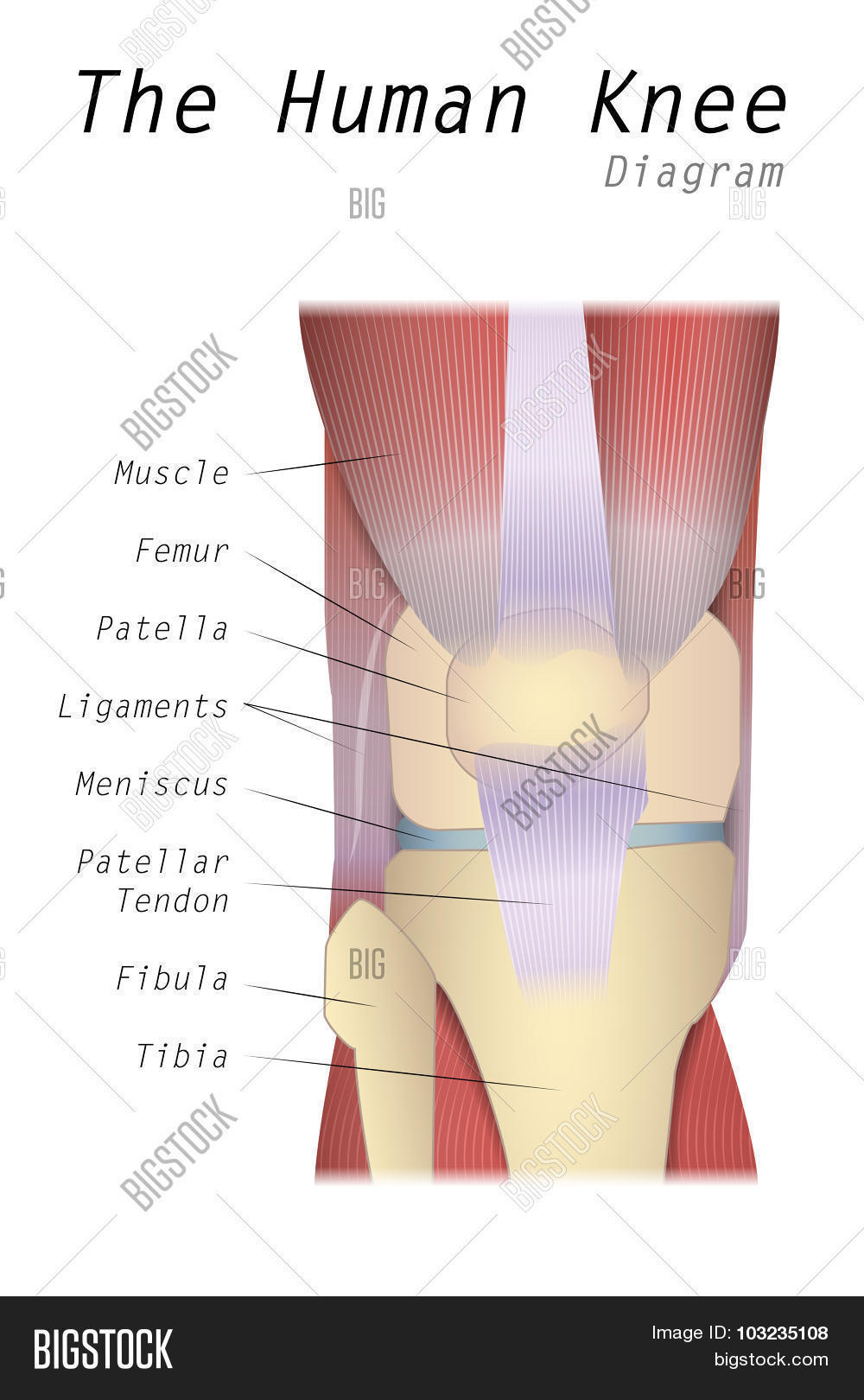 Human Knee Diagram Vector & Photo (Free Trial) | Bigstock