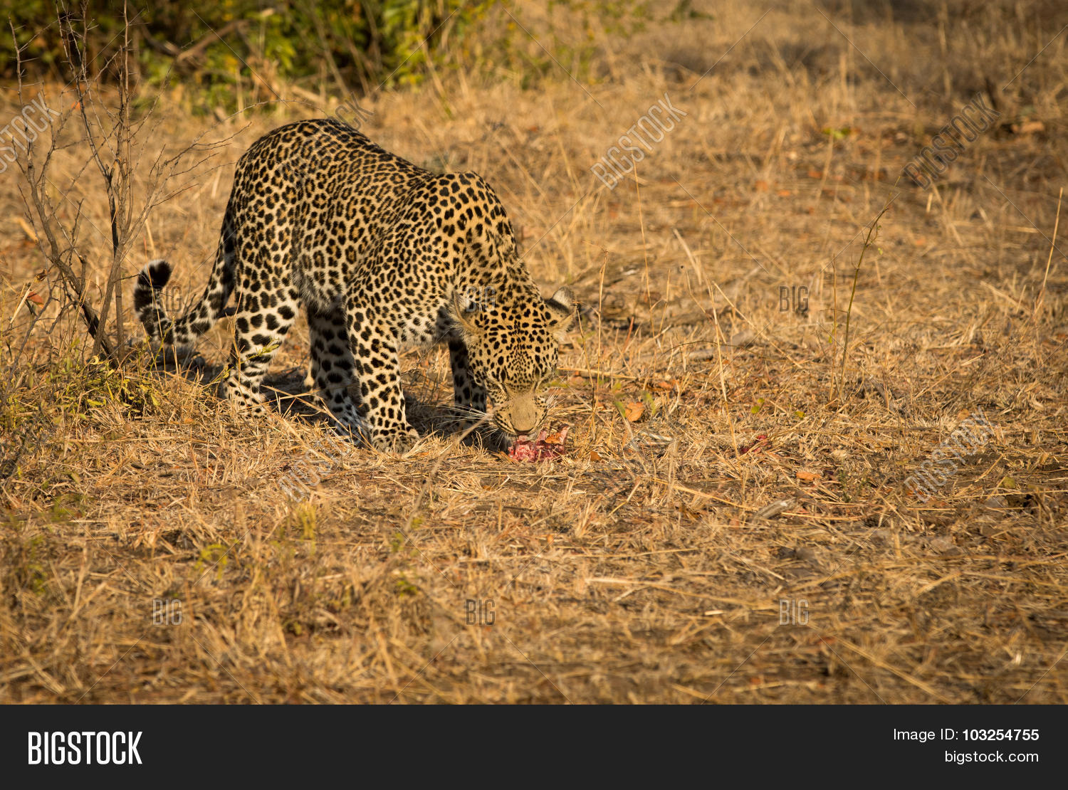 Leopard Morning Sun Image & Photo (Free Trial) | Bigstock
