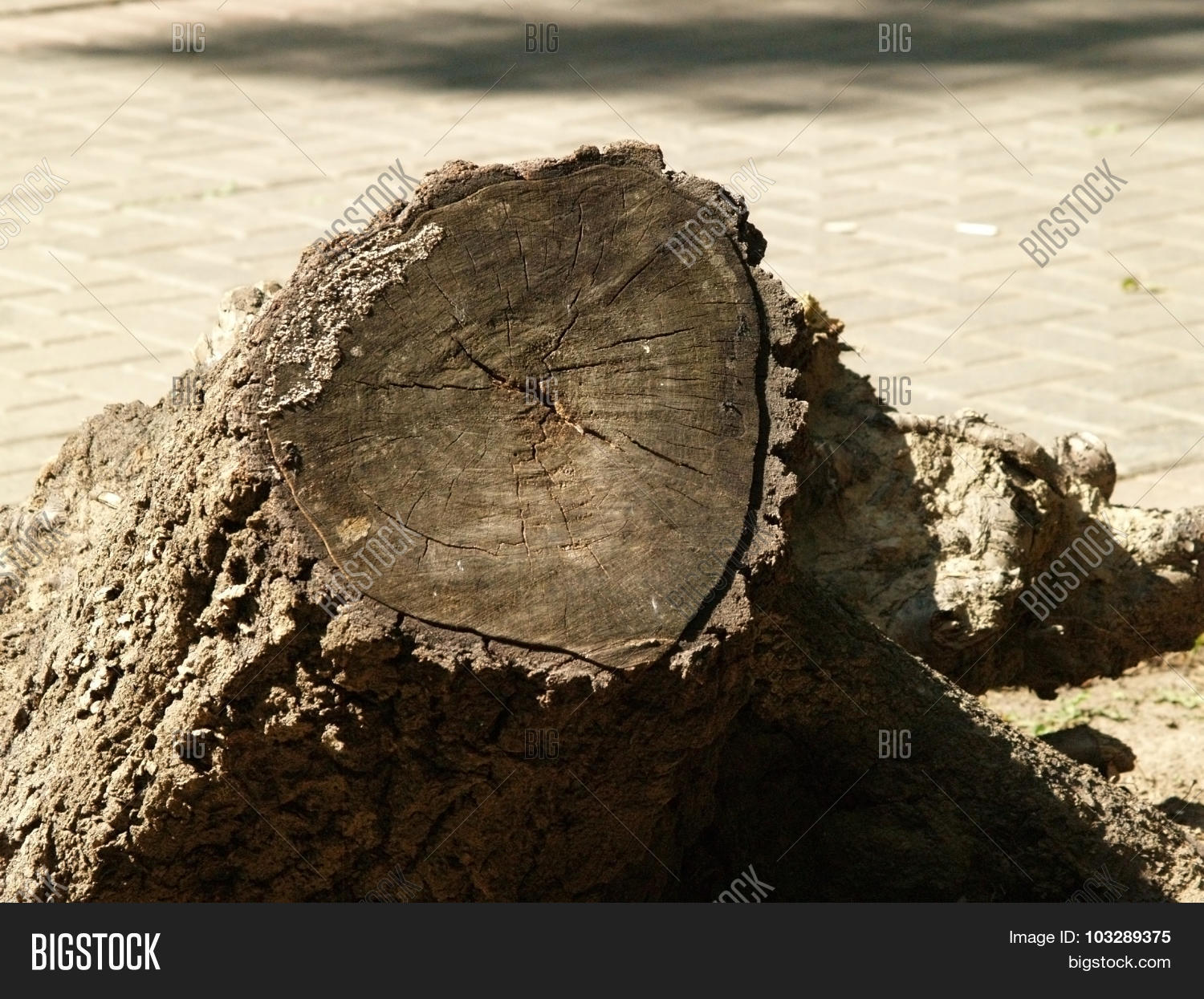 Stump Image & Photo (Free Trial) | Bigstock