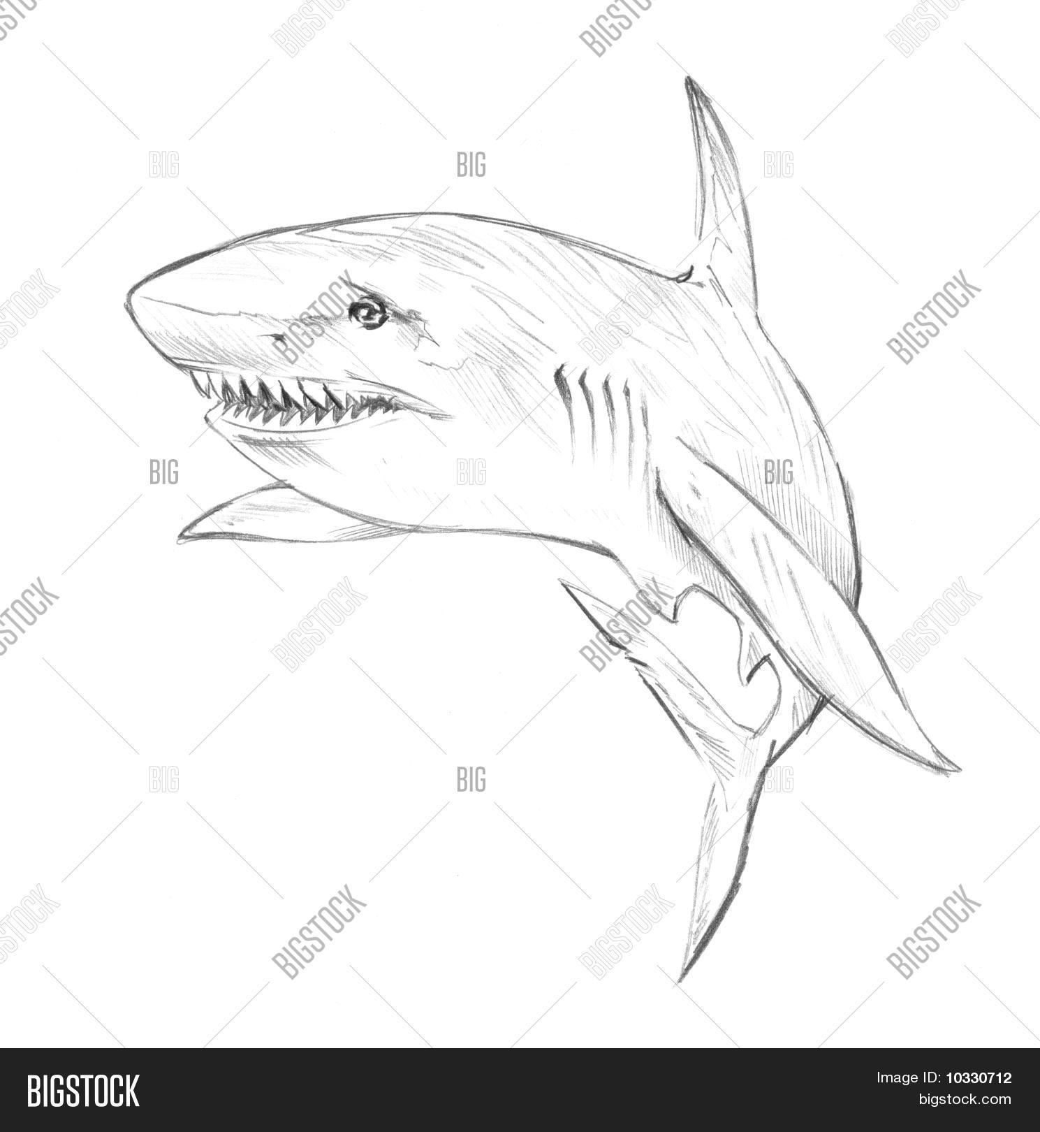 Hand-drawn Shark Image & Photo (Free Trial) | Bigstock