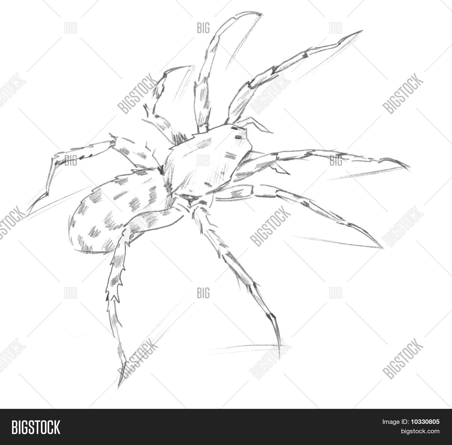 Hand-drawn Spider Image & Photo (Free Trial) | Bigstock
