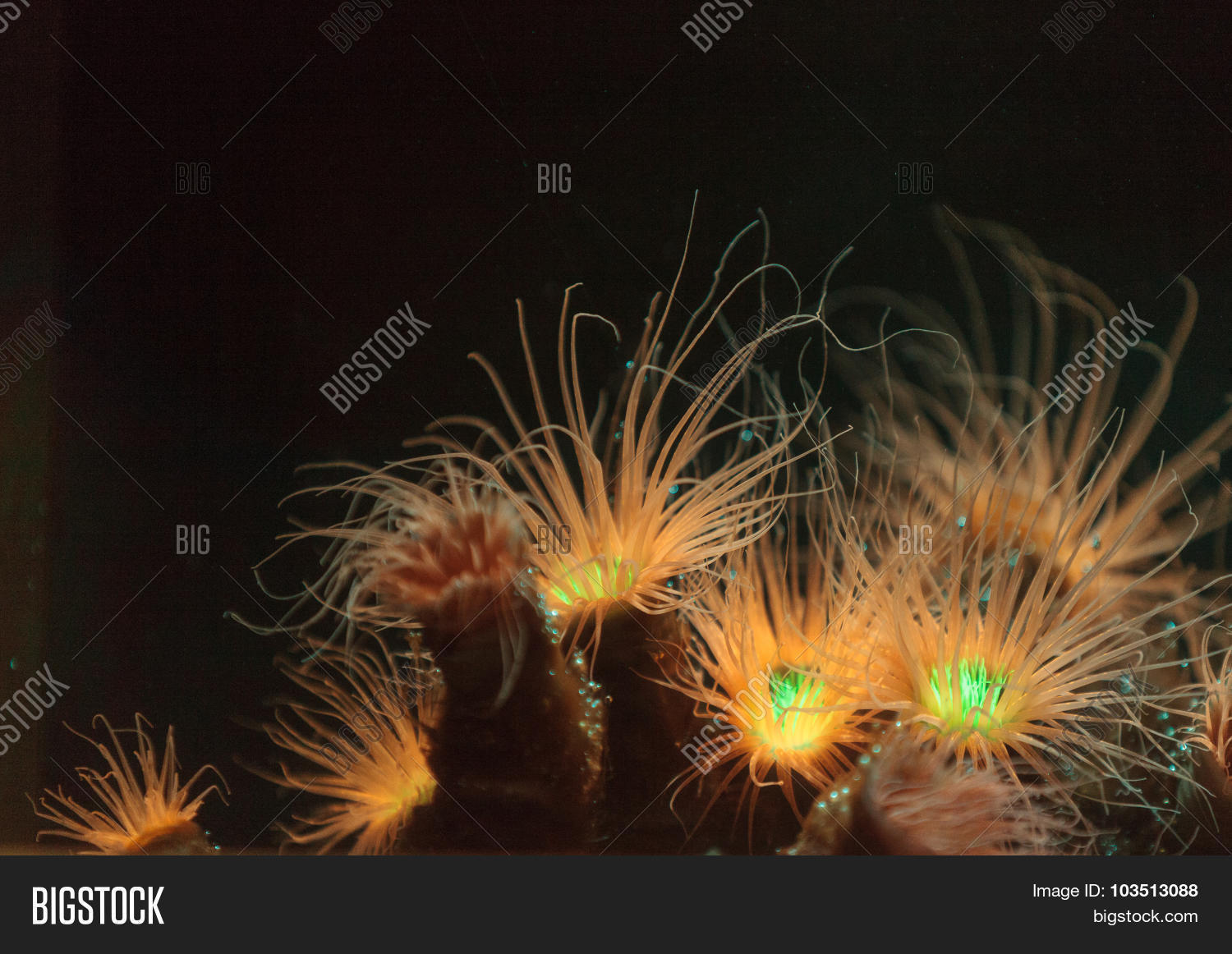 Tube Anemone, Image & Photo (Free Trial) | Bigstock