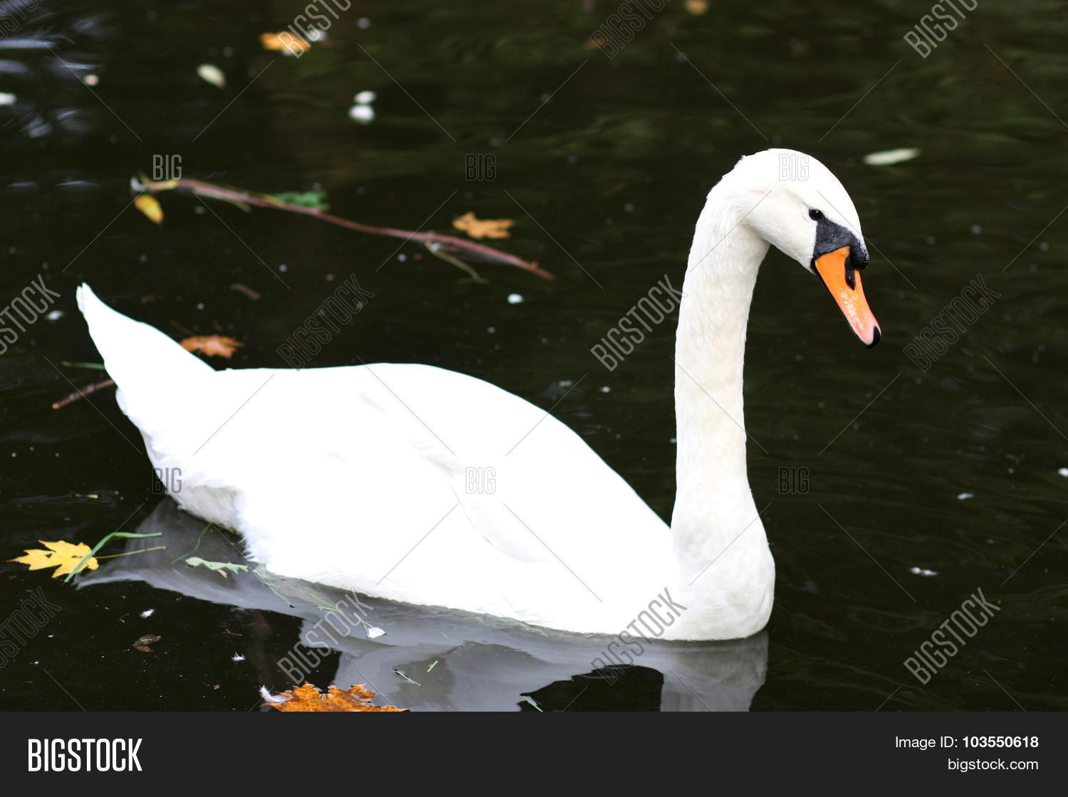 White Swam Image & Photo (Free Trial) | Bigstock