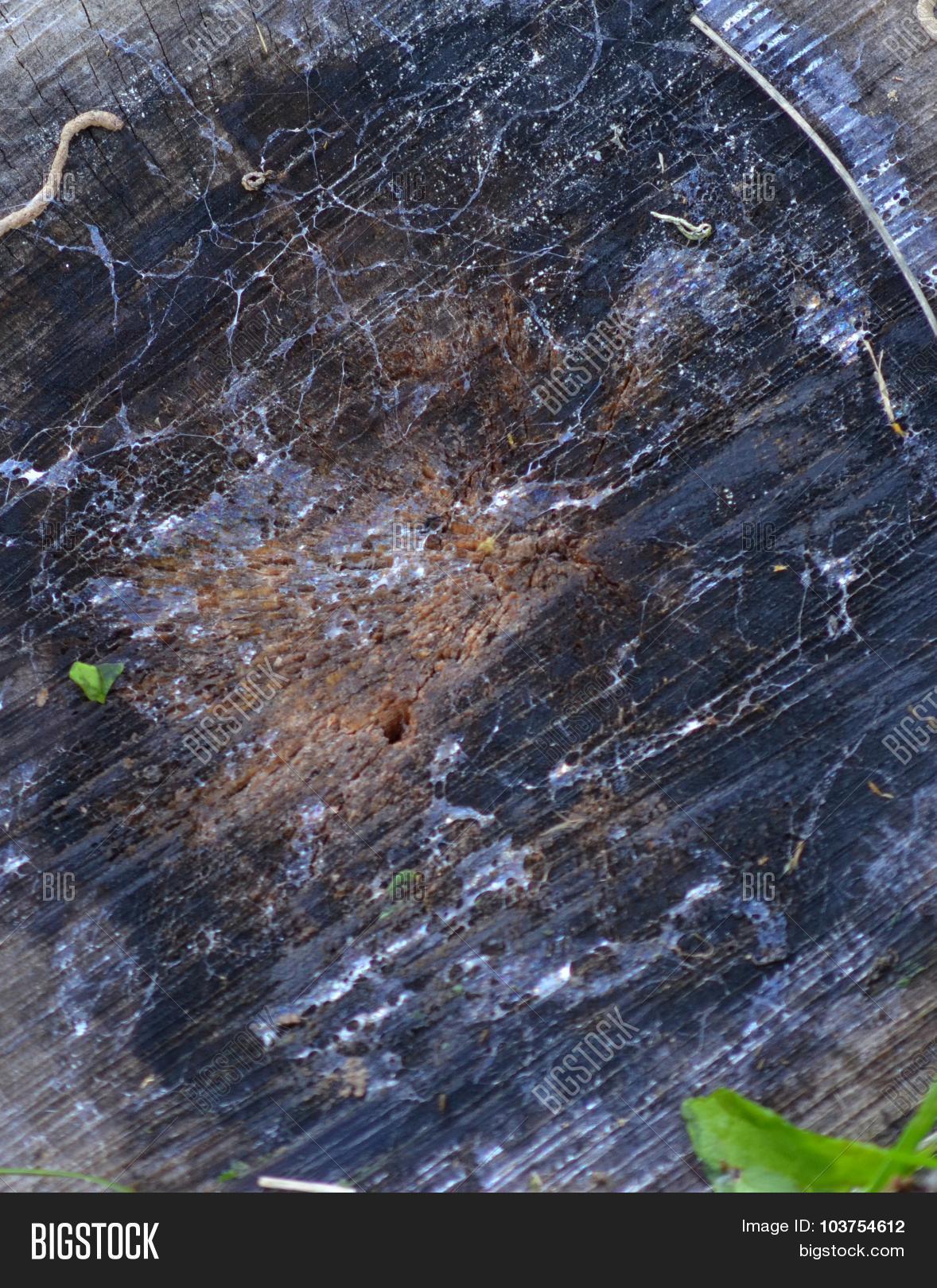 Wood Texture Apple Image & Photo (Free Trial) | Bigstock