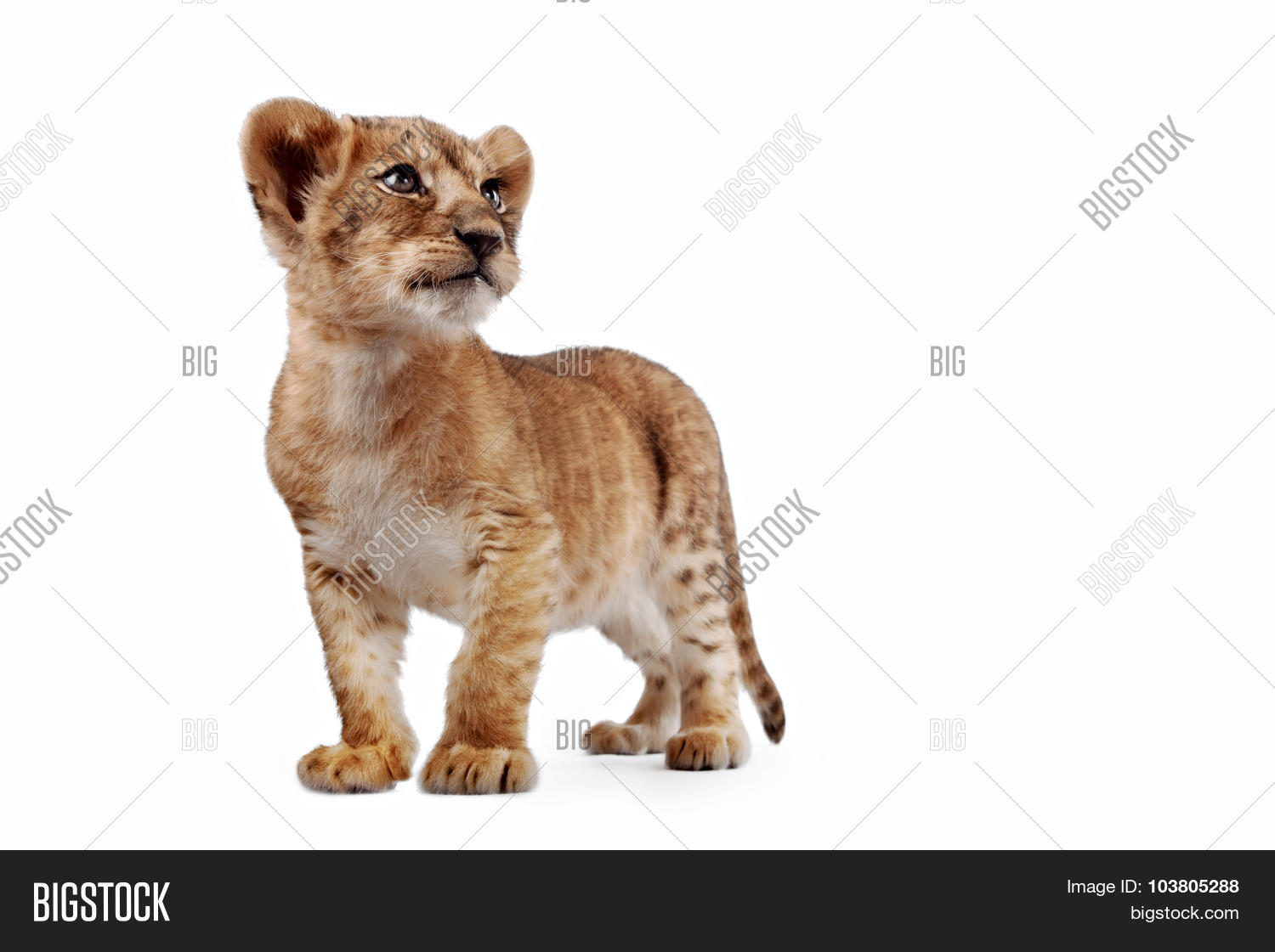 Side View Lion Cub Image & Photo (Free Trial) | Bigstock