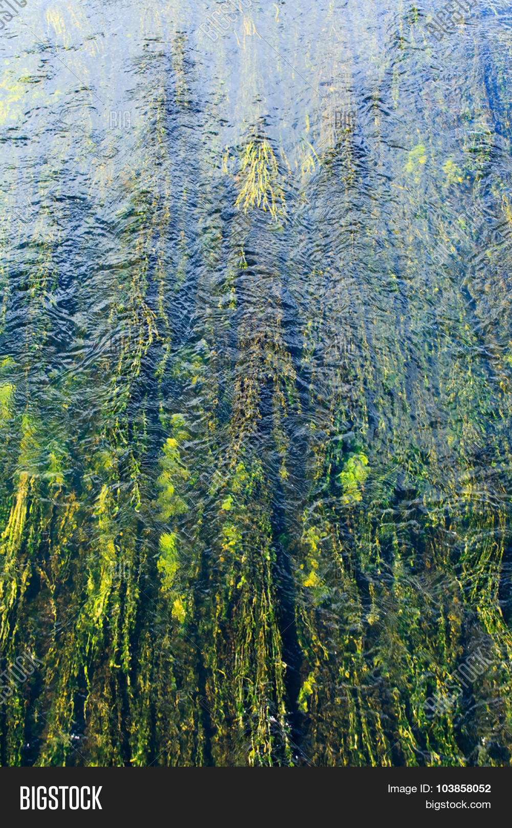 Algae River Image & Photo (Free Trial) | Bigstock