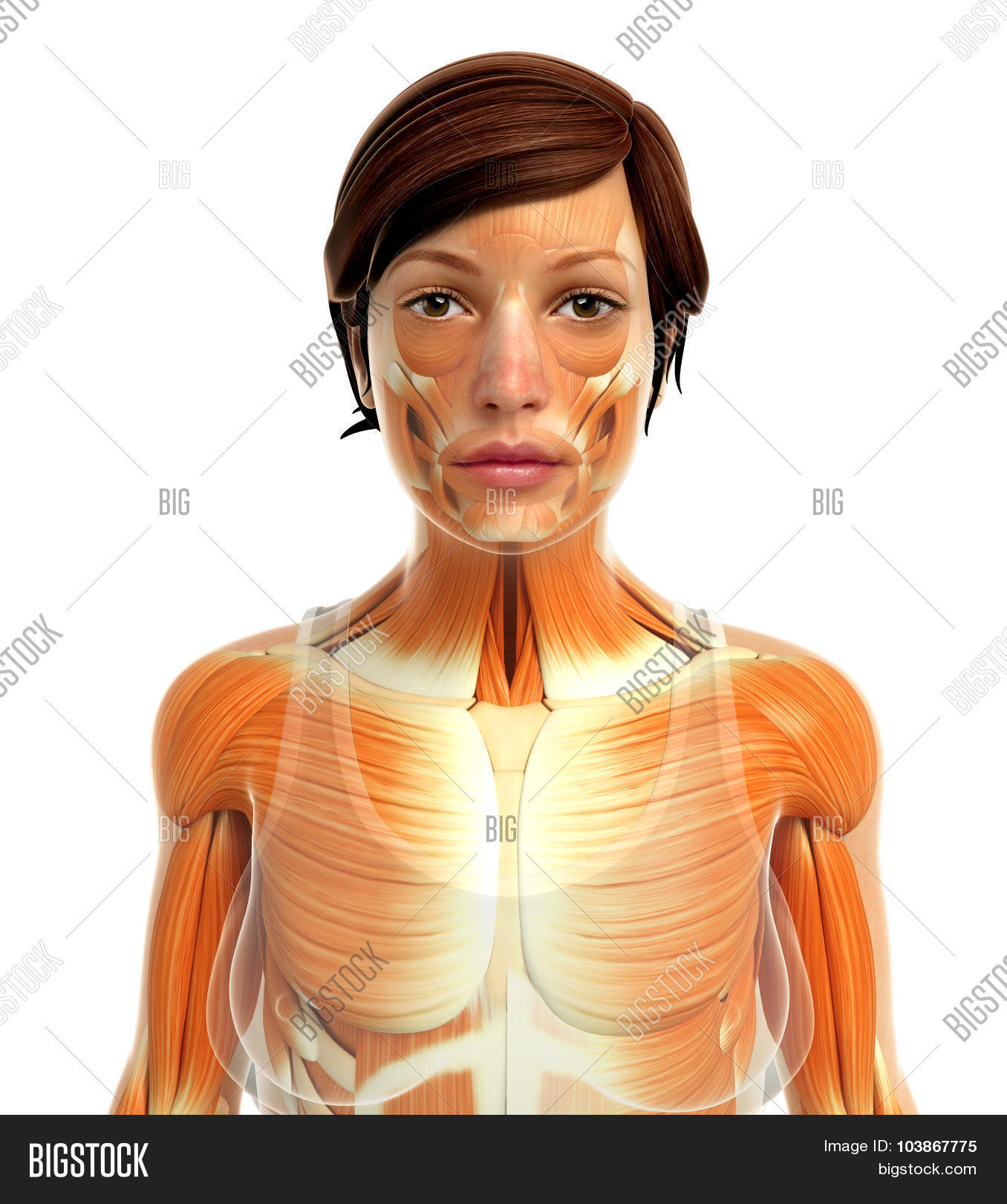 Imagen y foto Human Muscles (prueba gratis) | Bigstock