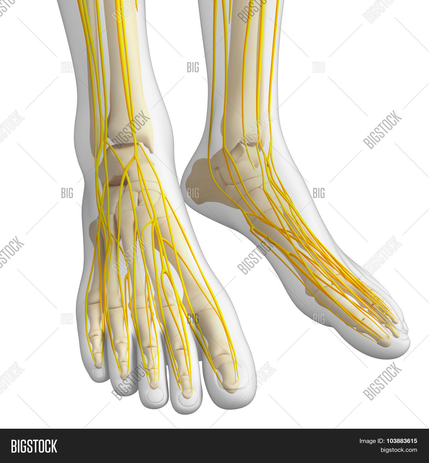 Nervous System Foot Image & Photo (Free Trial) | Bigstock