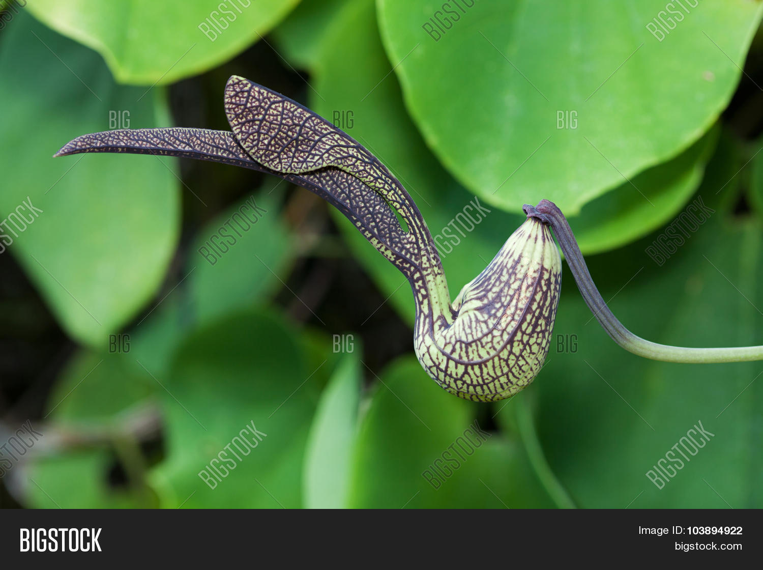 Pelicans Flower ( Image & Photo (Free Trial) | Bigstock