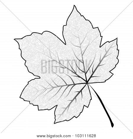 Image Outline Maple Vector & Photo (Free Trial) | Bigstock