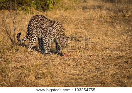 Leopard Morning Sun Image & Photo (Free Trial) | Bigstock