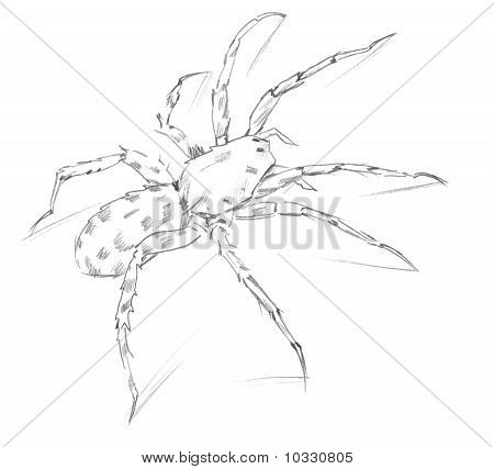 Hand-drawn Spider Image & Photo (Free Trial) | Bigstock