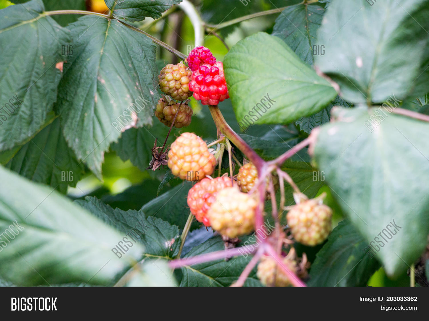 Raspberries Growing Image & Photo (Free Trial) | Bigstock