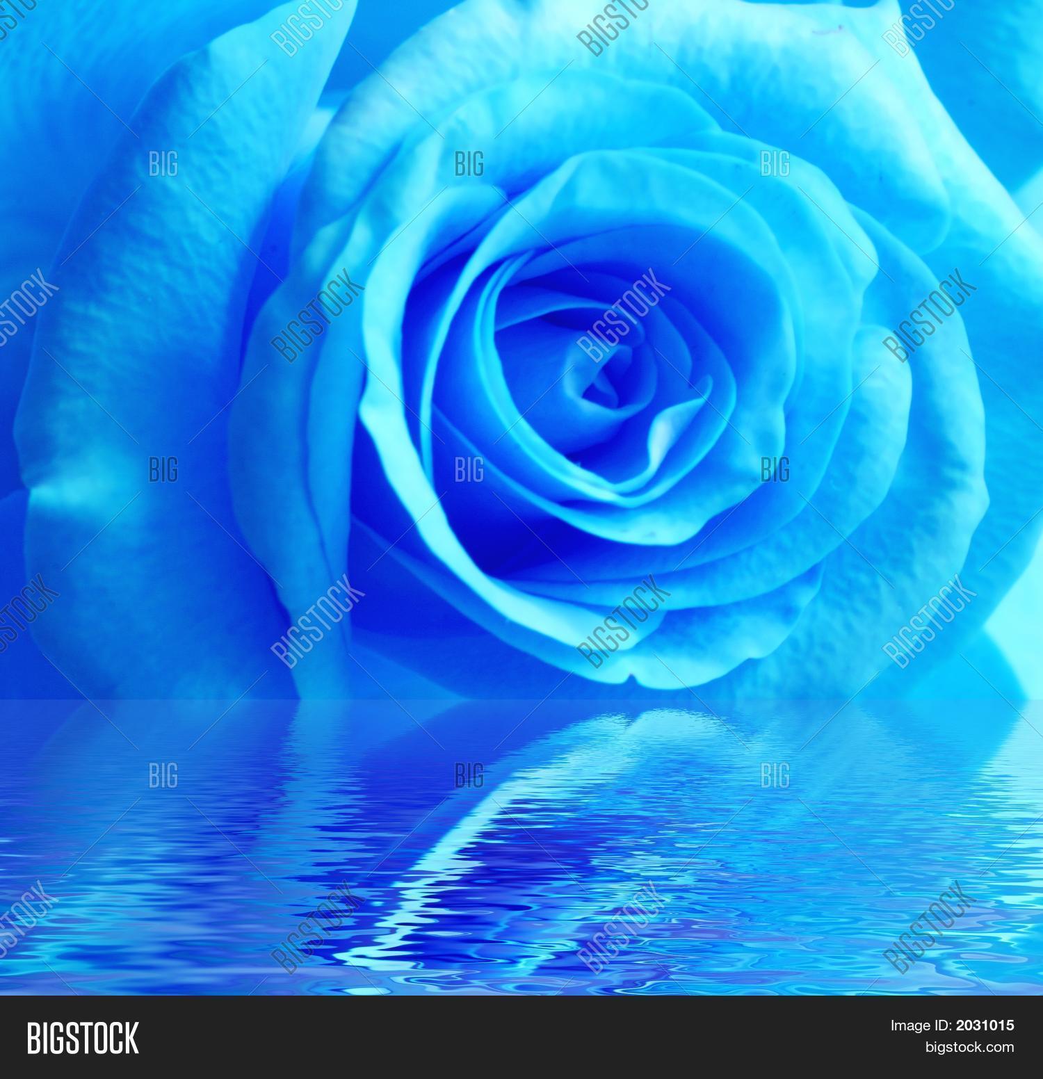 Blue Rose Water Image & Photo (Free Trial) | Bigstock