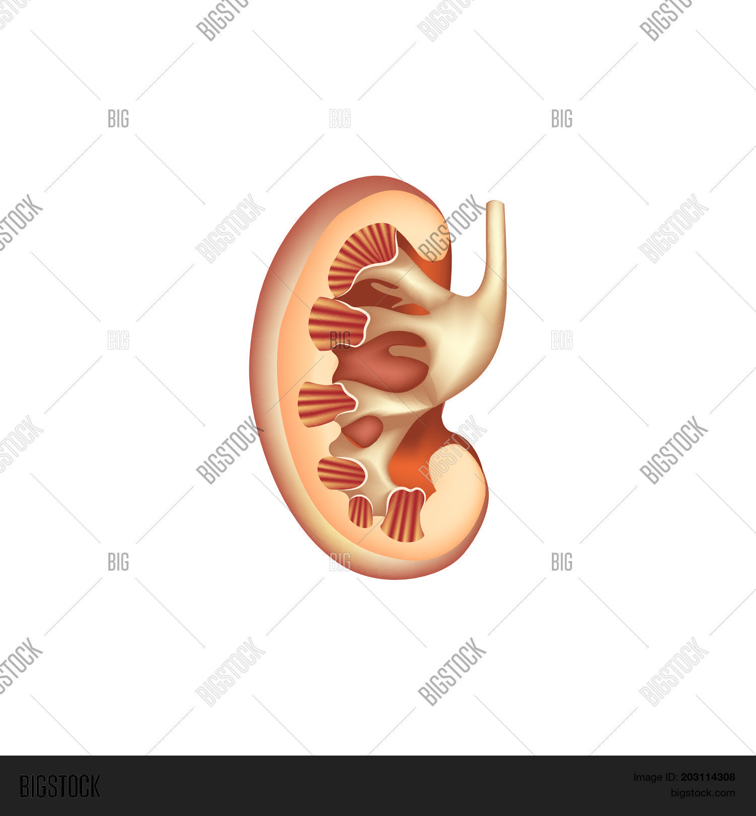 Kidney Cross Section Vector & Photo (Free Trial) | Bigstock