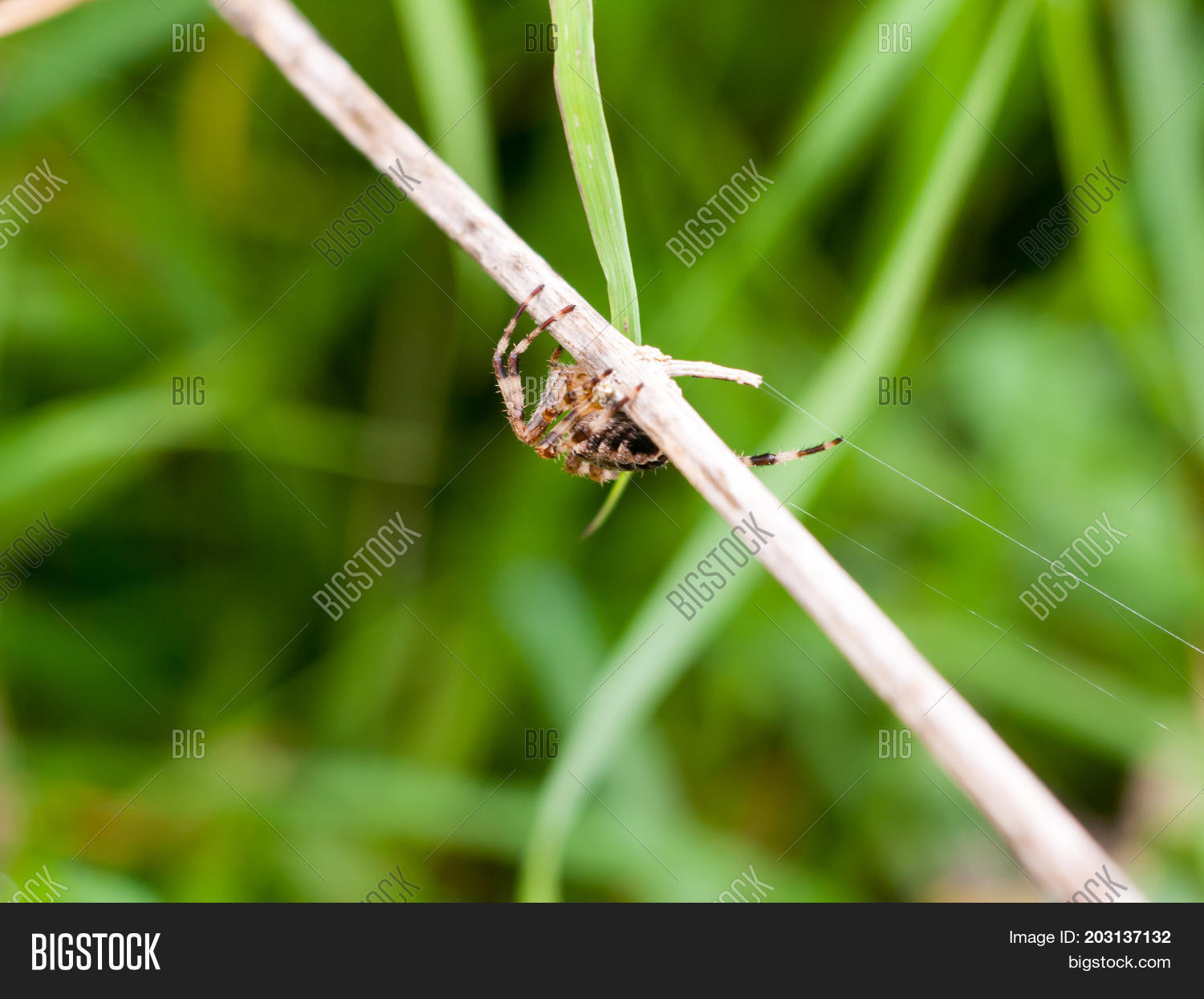 Big Garden Spider Image & Photo (Free Trial) | Bigstock