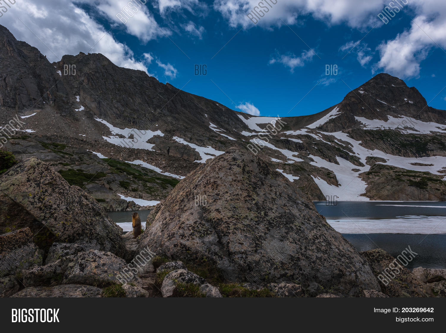 Yellow-bellied Marmot Image & Photo (Free Trial) | Bigstock