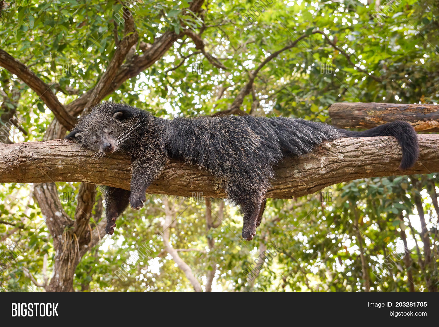 Bearcat Sleeping On Image & Photo (Free Trial) | Bigstock