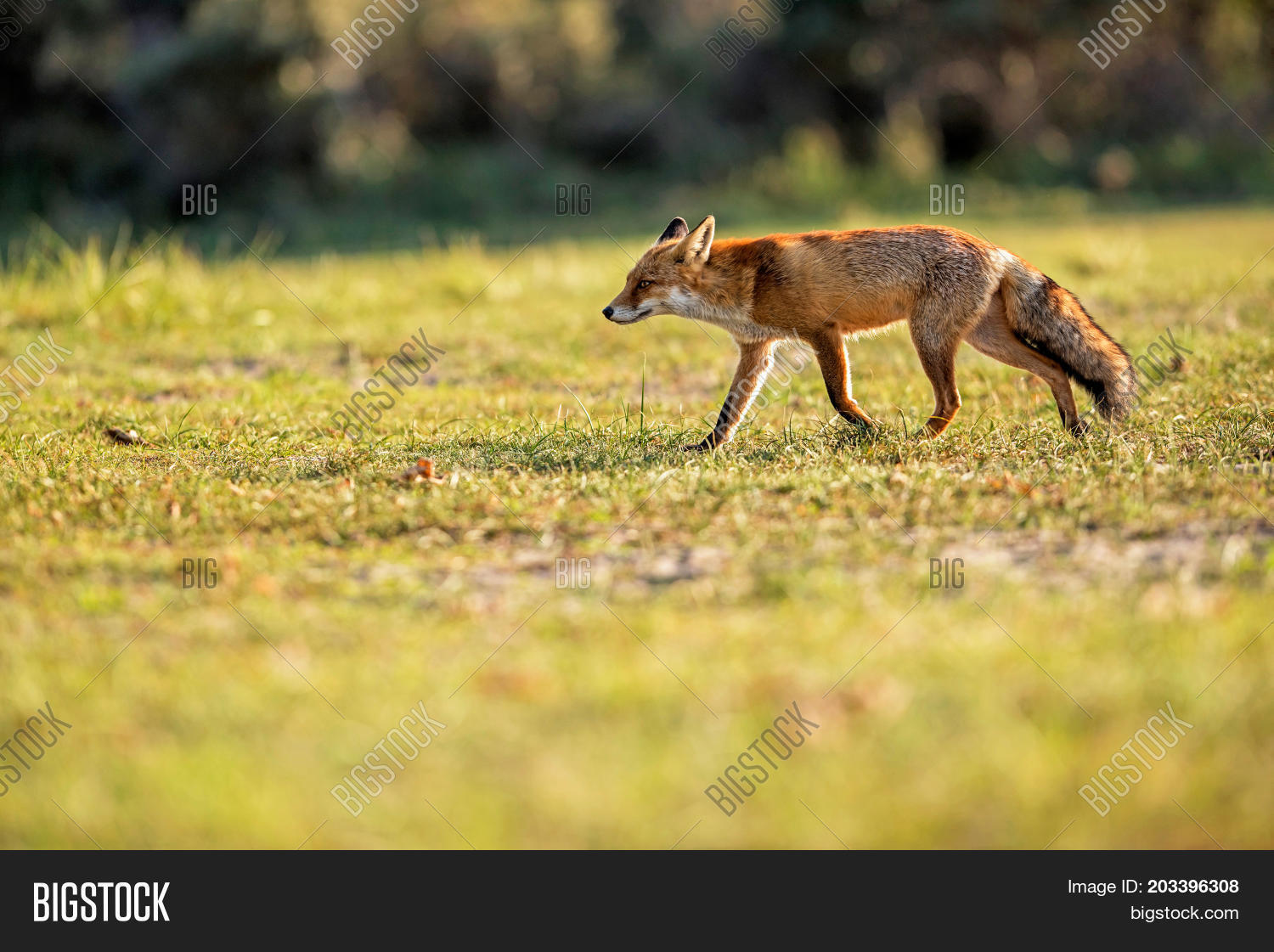 Red Fox Walking Over Image & Photo (Free Trial) | Bigstock