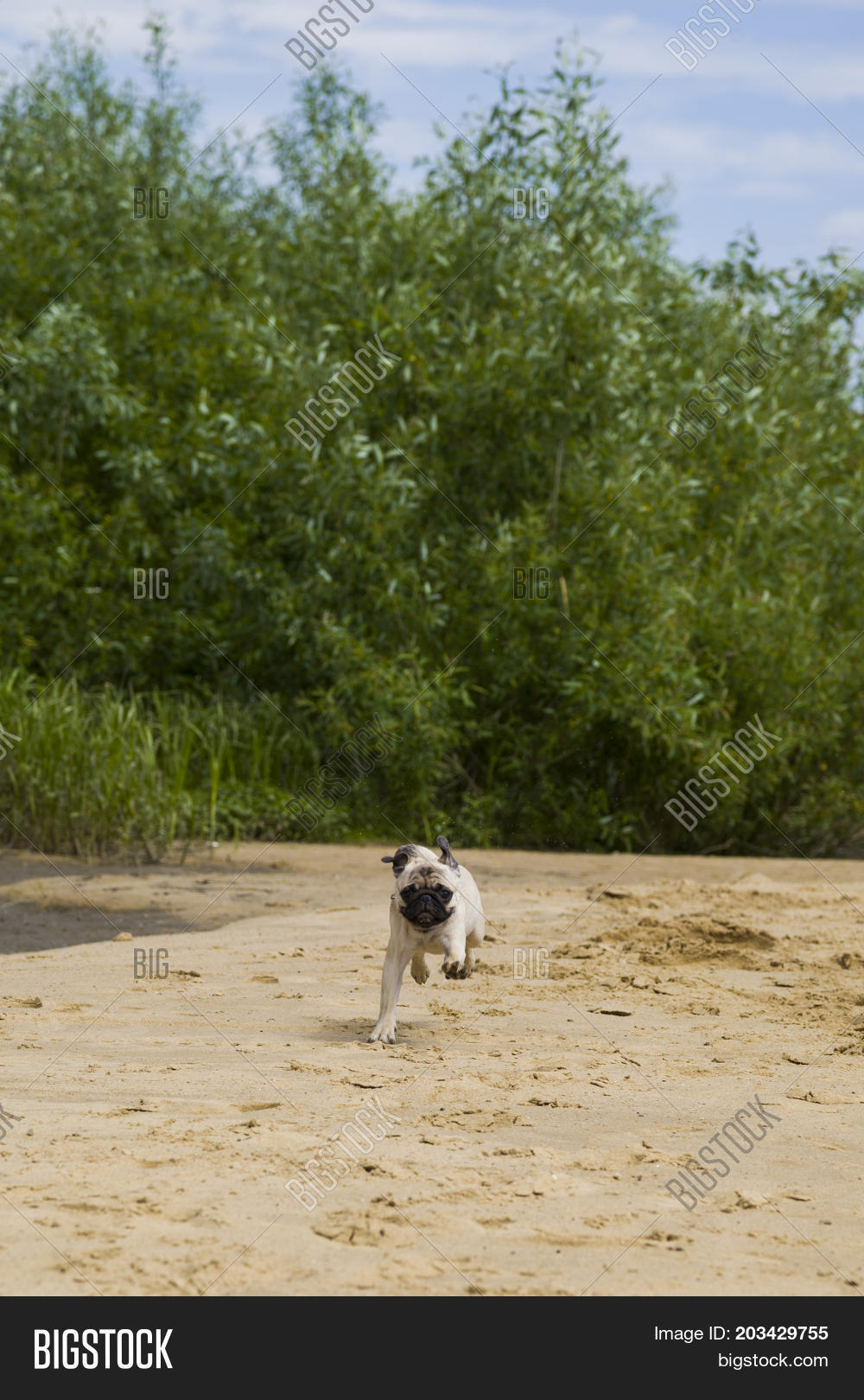 Dog Pug Walks On Sandy Image & Photo (Free Trial) | Bigstock