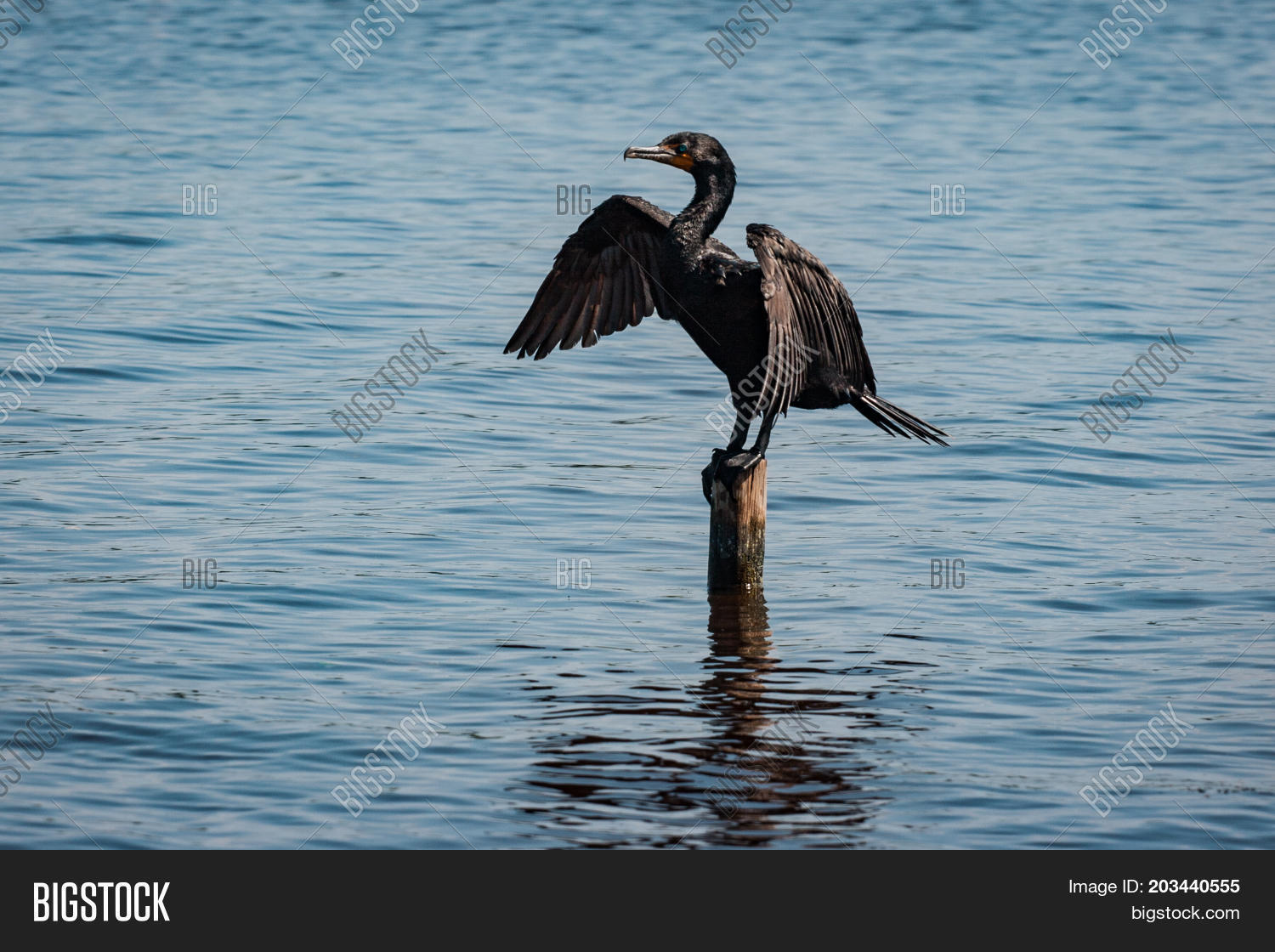 Cormorant Spreading Image & Photo (Free Trial) | Bigstock