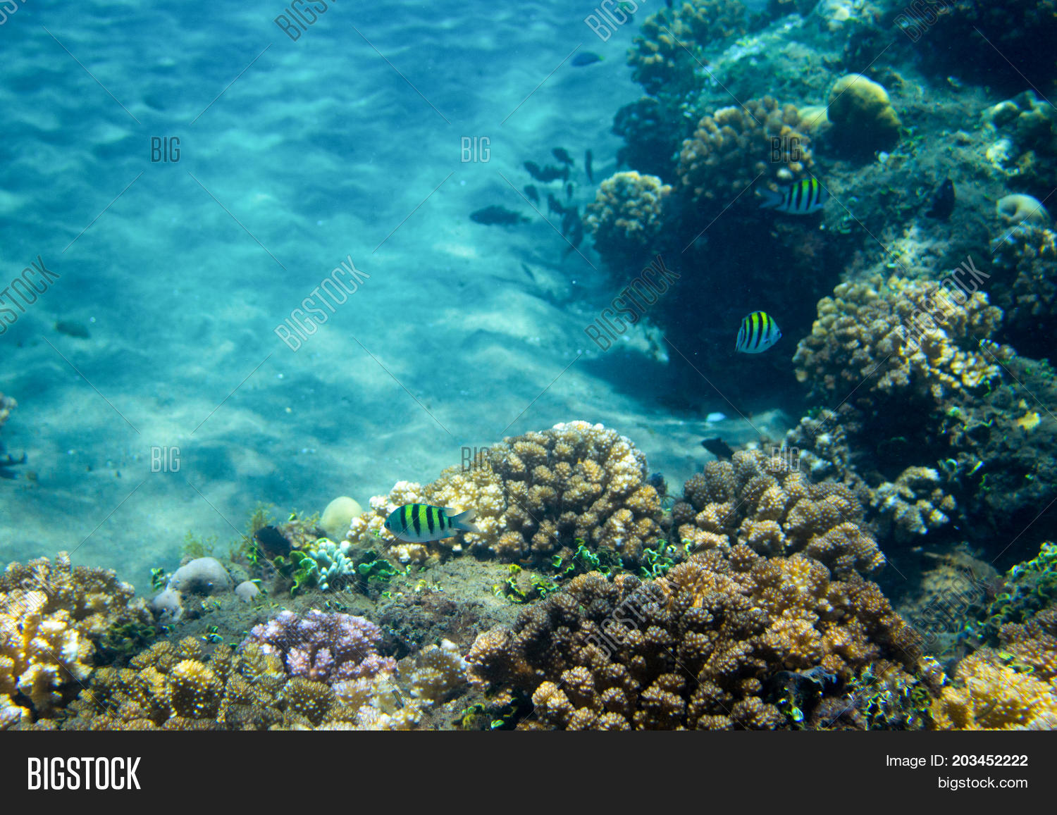 Sea Fish School Coral Image & Photo (Free Trial) | Bigstock
