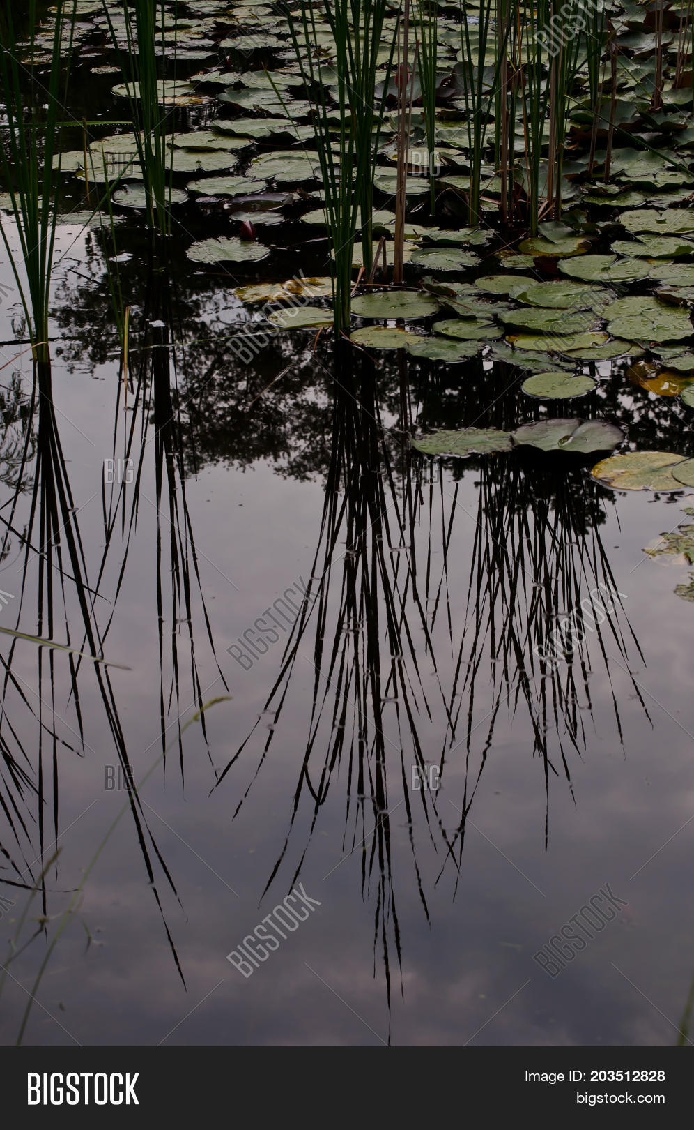 Dark Pond Scene Lily Image & Photo (Free Trial) | Bigstock