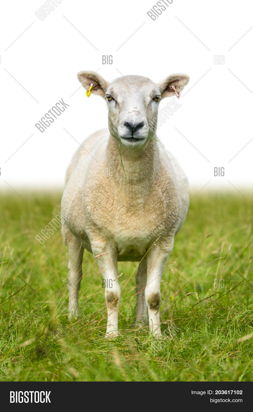 Sheep Lamb Standing Image & Photo (Free Trial) | Bigstock