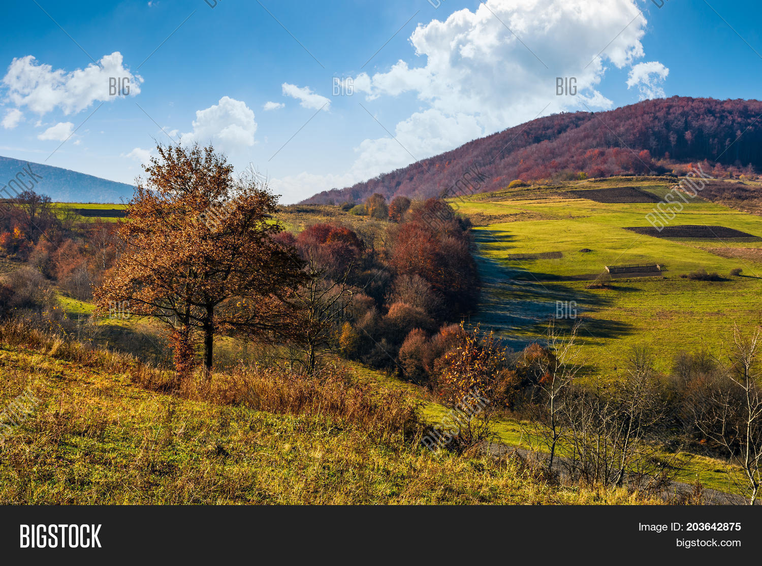 Tree On Hillside Late Image & Photo (Free Trial) | Bigstock