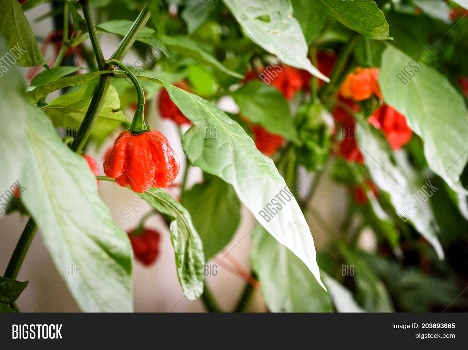 Red Hot Chilli Pepper Image & Photo (Free Trial) | Bigstock