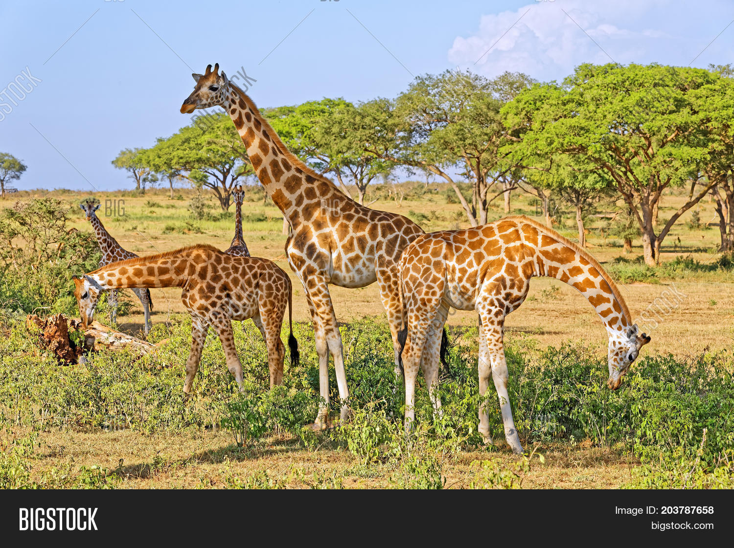 Small Herd Giraffes Image & Photo (Free Trial) | Bigstock
