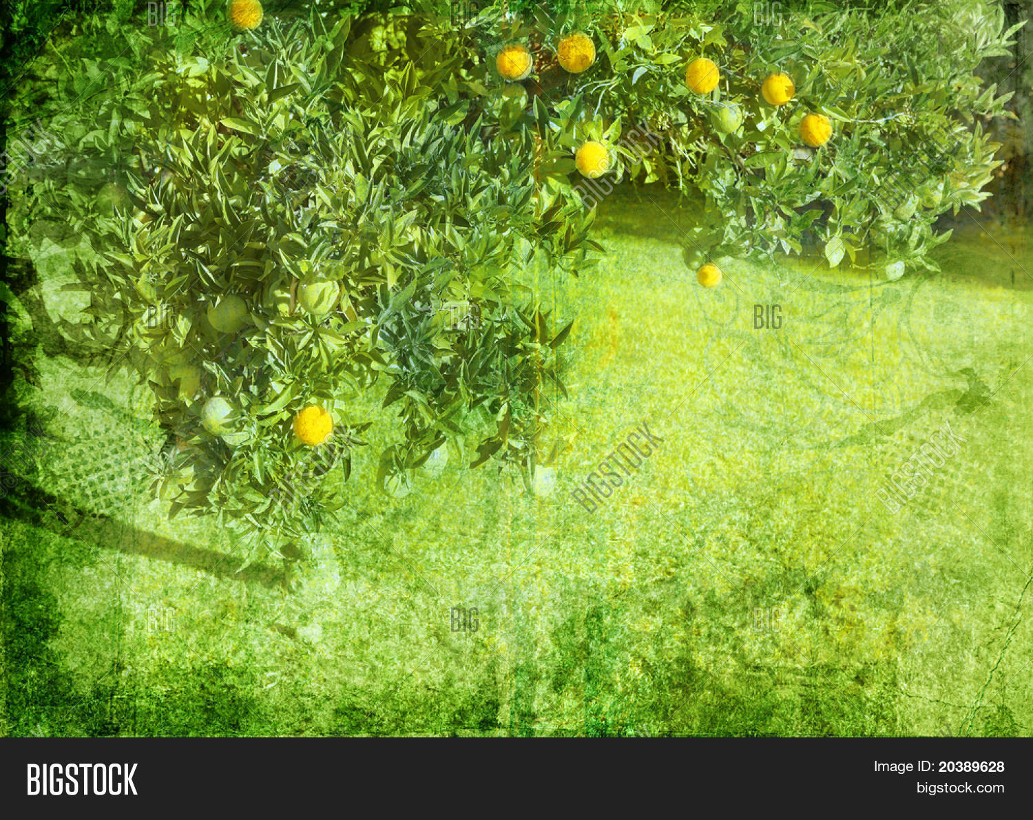 Grunge Lemon Tree Image & Photo (Free Trial) | Bigstock