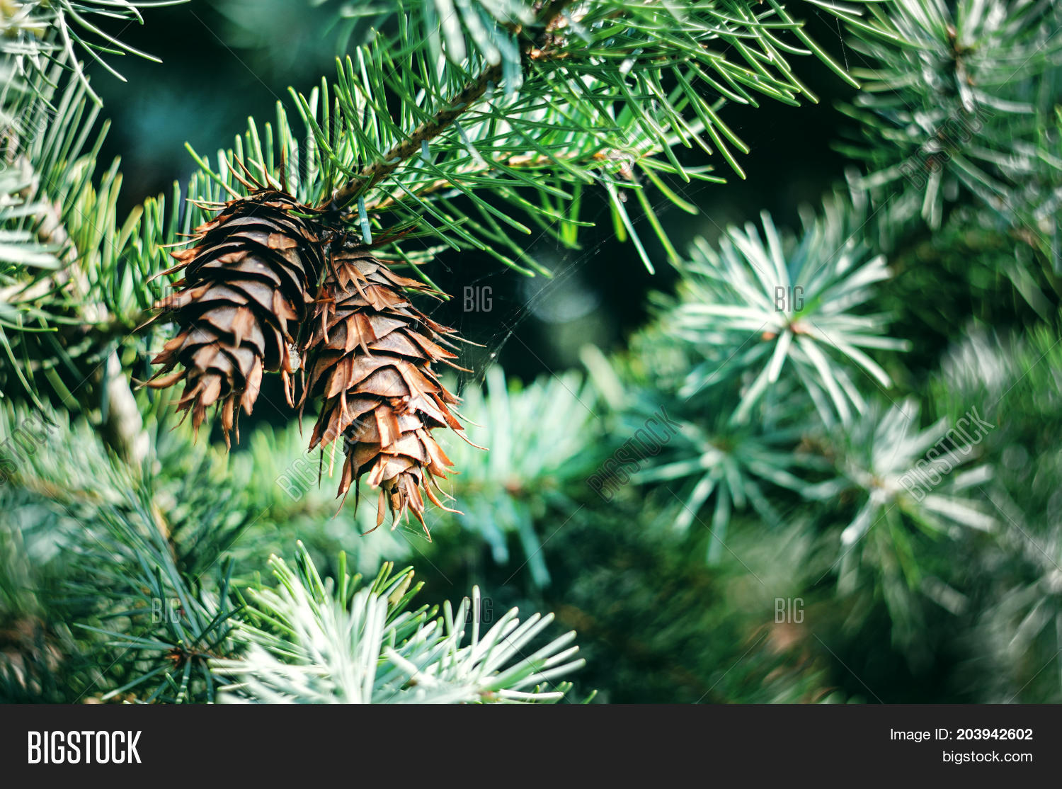 Two Bumps On Branch Image & Photo (Free Trial) | Bigstock