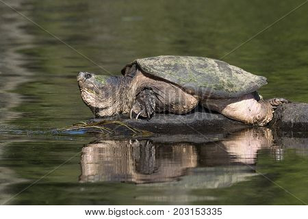 Large Common Snapping Image & Photo (Free Trial) | Bigstock